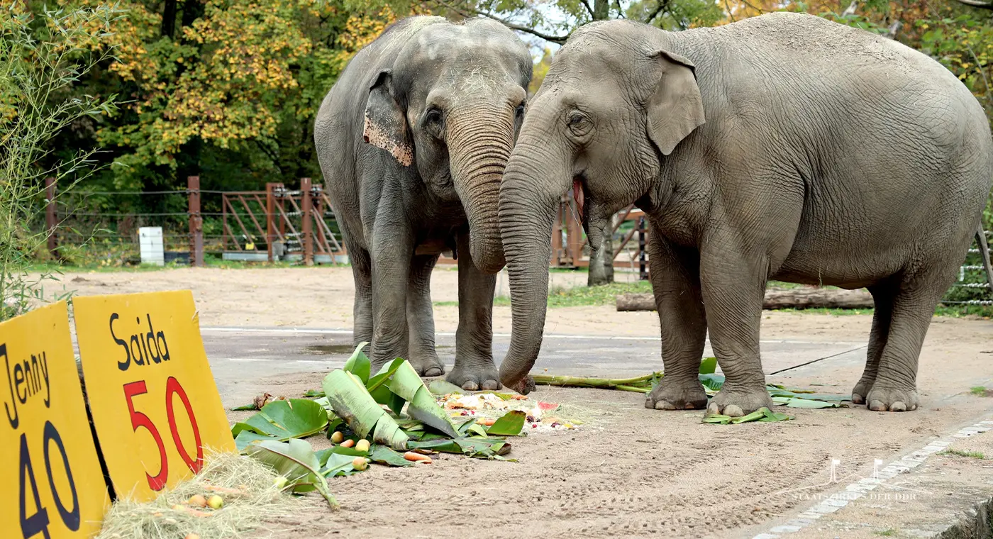 Elefantenkuh "Jenny" feiert ihren 40. Geburtstag • STAATSZIRKUS DER DDR